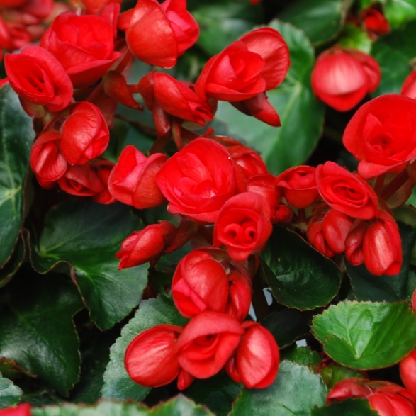 Hiemalis Begonia from Meadowridge, Inc.
