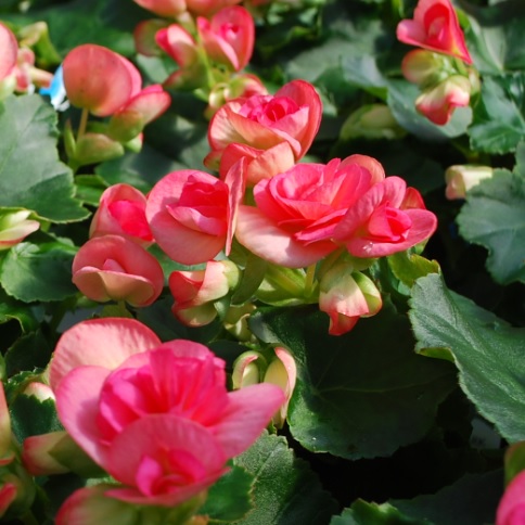 Hiemalis Begonia from Meadowridge, Inc.
