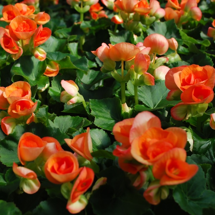 Hiemalis Begonia from Meadowridge, Inc.