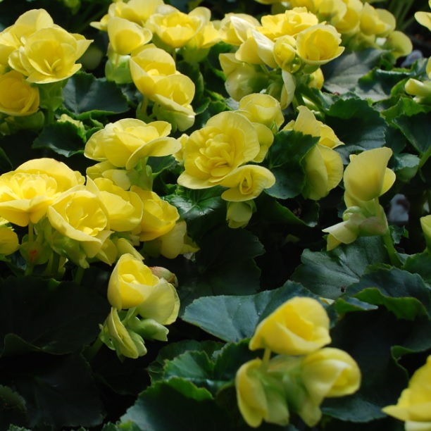 Hiemalis Begonia from Meadowridge, Inc.