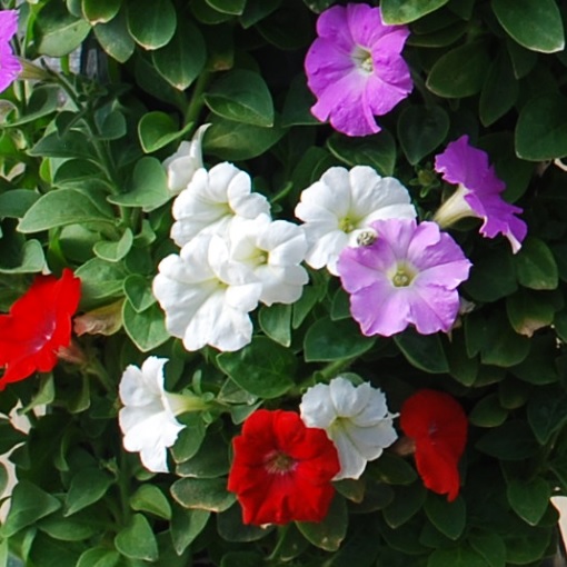 Petunia milliflora Petunia Picobella from Meadowridge, Inc.