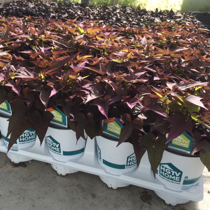 Ipomoea Ipomoea Bright Ideas from Meadowridge, Inc.