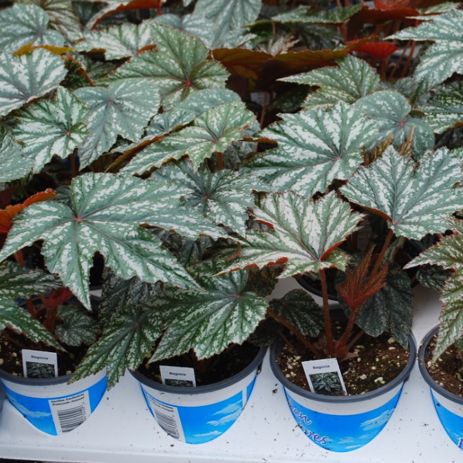 Begonia x hybrida Begonia Gryphon from Meadowridge, Inc.