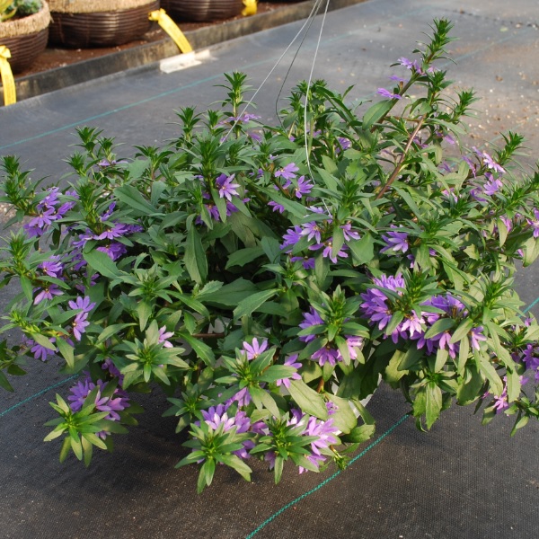 Scaevola hybrid Scaevola Bombay from Meadowridge, Inc.