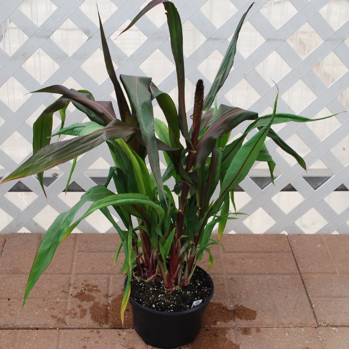 Pennisetum glaucum Ornamental Millet, Jade Princess, Jester from ...