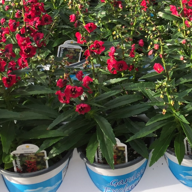 Angelonia angustifolia Angelonia Archangel from Meadowridge, Inc.