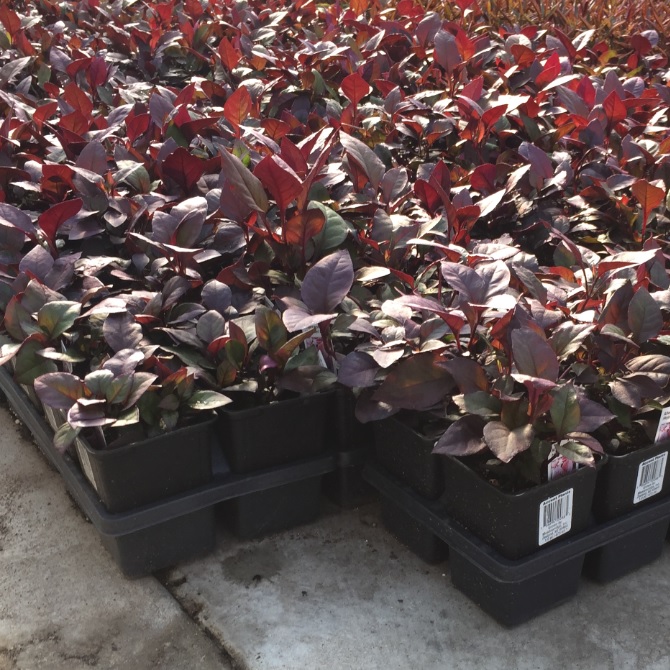 Alternanthera Alternanthera Burgundy Threadleaf, Little Ruby from ...