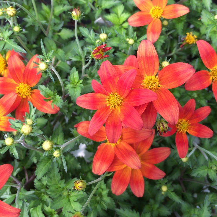 Bidens ferulifolia Bidens Goldilocks Rocks® & Campfire Fireburst from ...