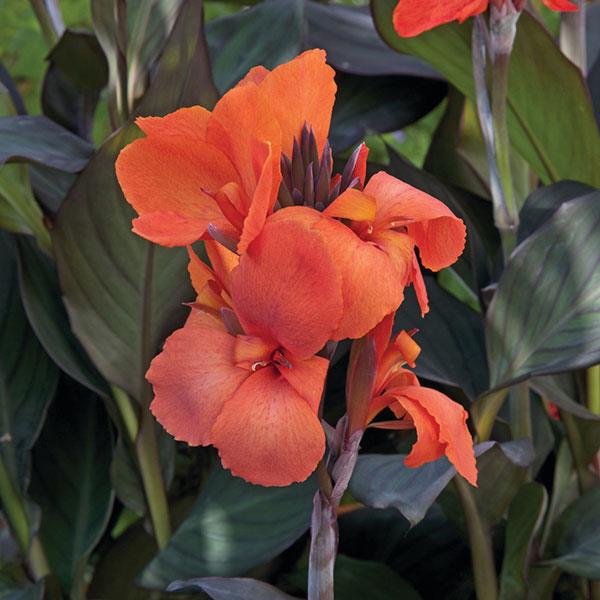 Canna generalis Canna Lily - Cannova, South Pacific, Tropical Brnz from ...