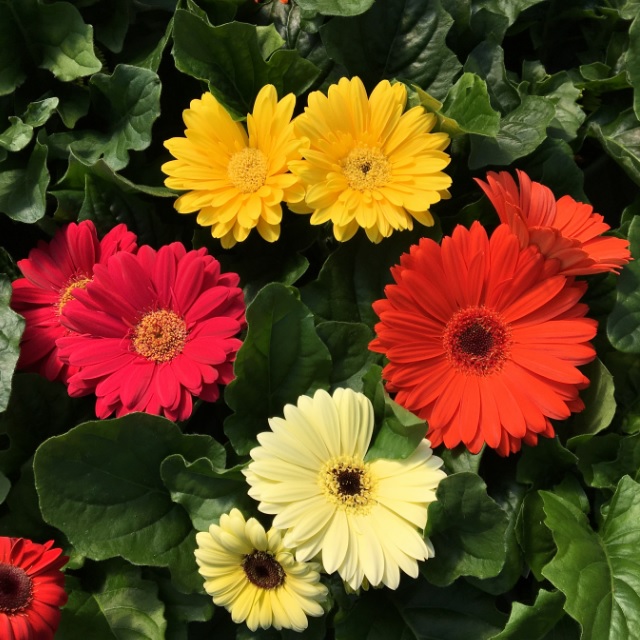 Gerbera jamesonii Gerber Daisy from Meadowridge, Inc.