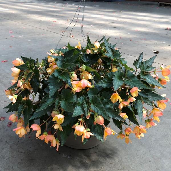 Begonia x hybrida Begonia I'conia First Kiss, Lucky Strike from ...
