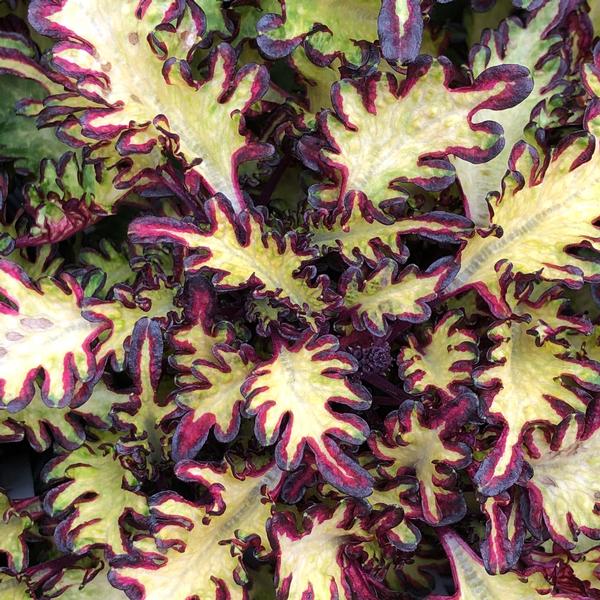 Solenostemon scutellariodes Coleus Under the Sea from Meadowridge, Inc.