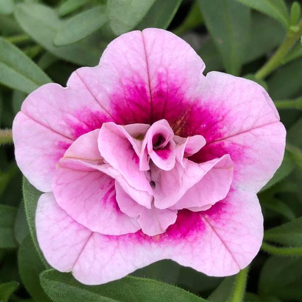 Calibrachoa Cultivars Calibrachoa MiniFamous (Double) from Meadowridge ...