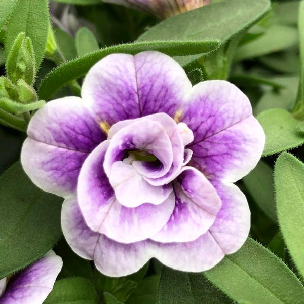 Calibrachoa Cultivars Calibrachoa MiniFamous (Double) from Meadowridge ...