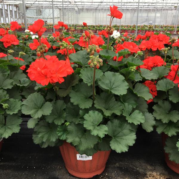 Pelargonium hortorum Geranium - Zonal from Meadowridge, Inc.