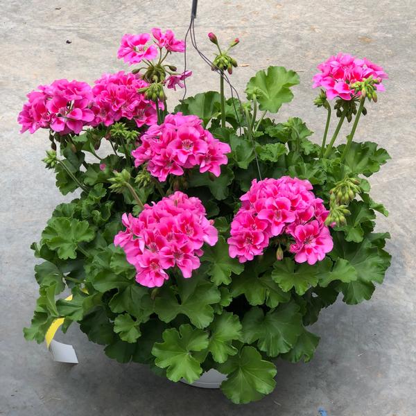 Pelargonium hortorum Geranium - Zonal from Meadowridge, Inc.