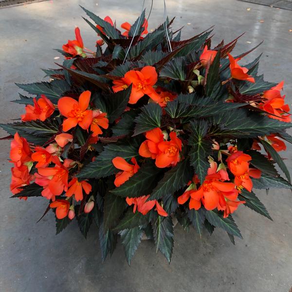 Begonia x hybrida Begonia I'conia First Kiss, Lucky Strike from ...