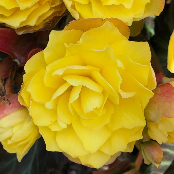 Begonia x hybrida Begonia I'conia First Kiss, Portofino Yellow from ...
