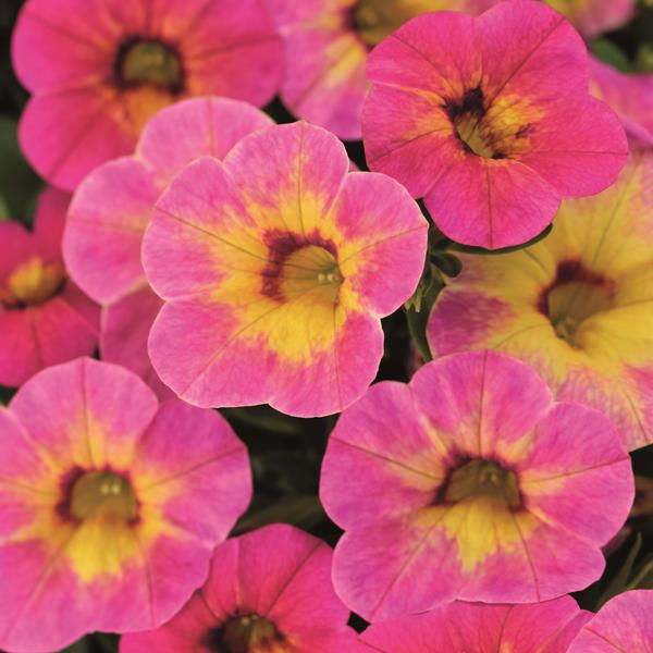 Calibrachoa x hybrida Calibrachoa Chameleon from Meadowridge, Inc.