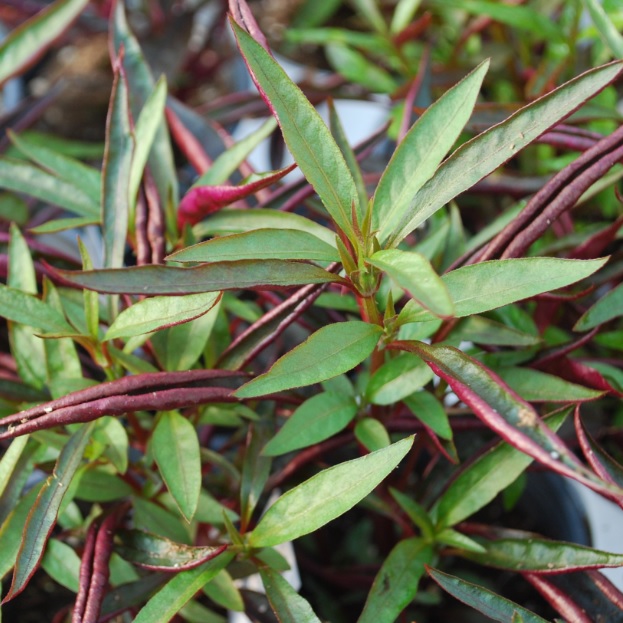 Alternanthera Alternanthera Burgundy Threadleaf, Little Ruby from ...