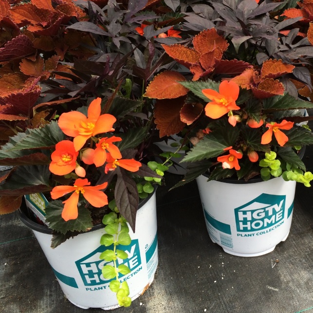 Begonia x hybrida Begonia I'conia; Upright Fire from Meadowridge, Inc.