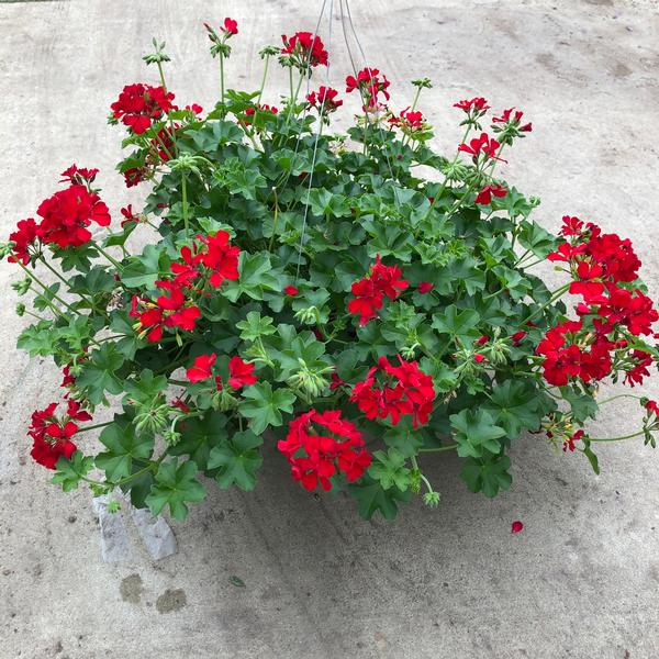 Pelargonium peltatum Geranium Ivy - Caliente from Meadowridge, Inc.