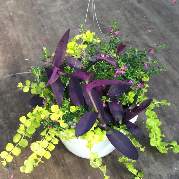 Setcreasea pallida Setcreasea Purple Heart & Variegated from ...