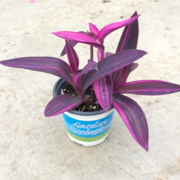 Setcreasea pallida Setcreasea Purple Heart & Variegated from ...