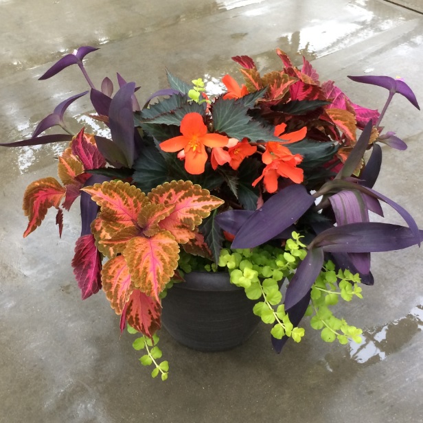 Setcreasea pallida Setcreasea Purple Heart & Variegated from ...