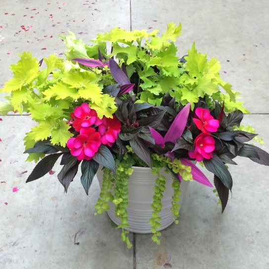 Setcreasea pallida Setcreasea Purple Heart & Variegated from ...