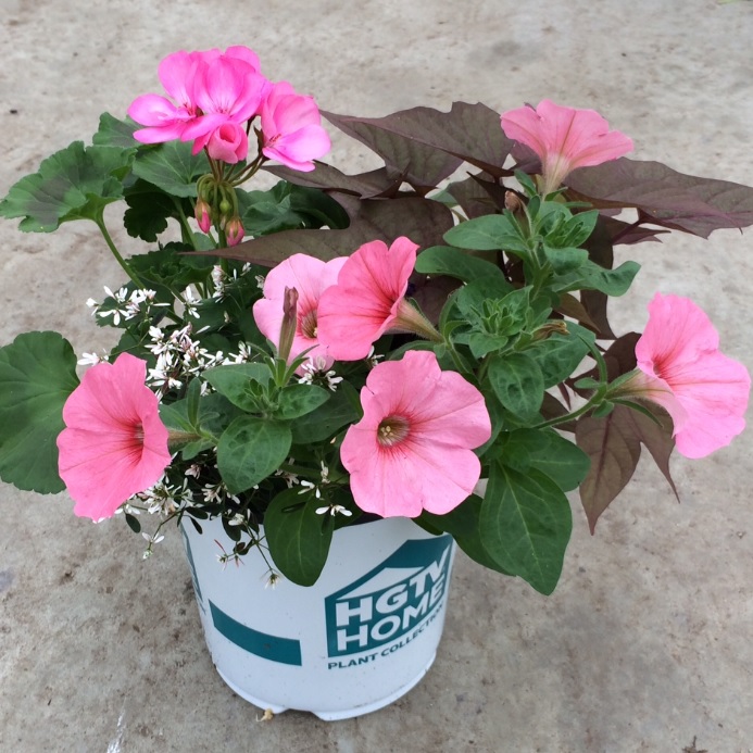 Ipomoea Ipomoea Bright Ideas from Meadowridge, Inc.