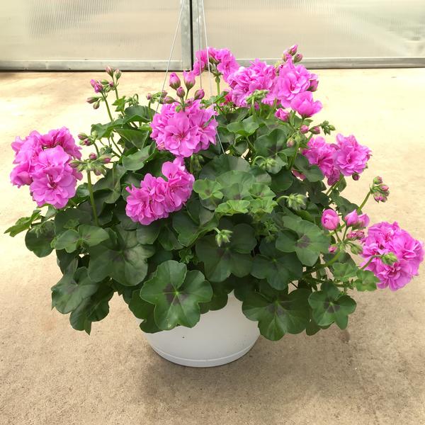 Pelargonium peltatum Geranium Ivy - Great Balls of Fire from ...