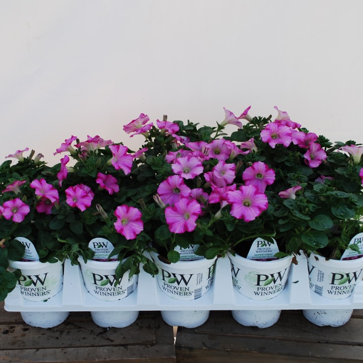 Petunia hybrida Petunia Supertunia & Supertunia® Vista from Meadowridge ...