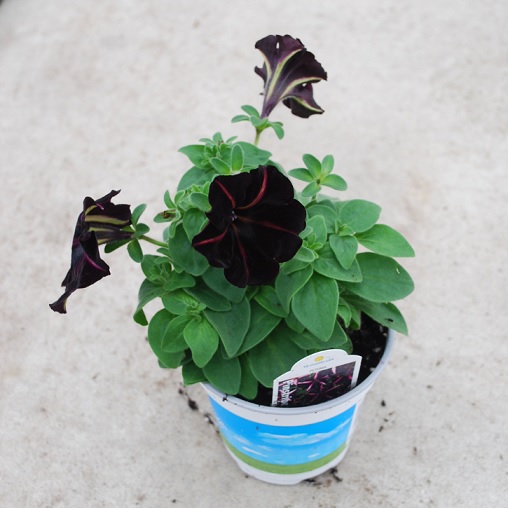 Petunia hybrida Petunia Black Magic, Phantom & Pinstripe from ...