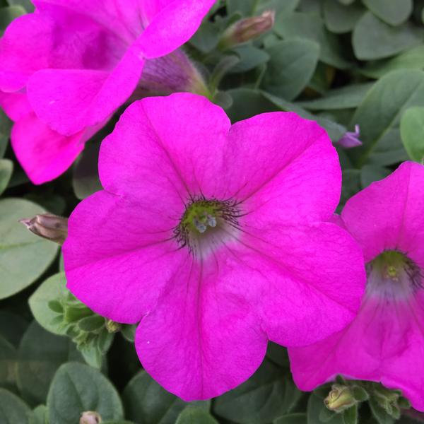 Petunia hybrida Petunia Easy Wave & Wave from Meadowridge, Inc.