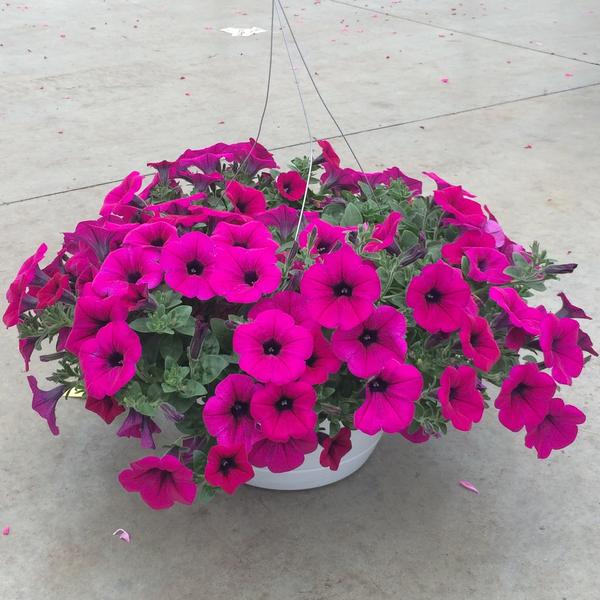 Petunia hybrida Petunia Easy Wave & Wave from Meadowridge, Inc.