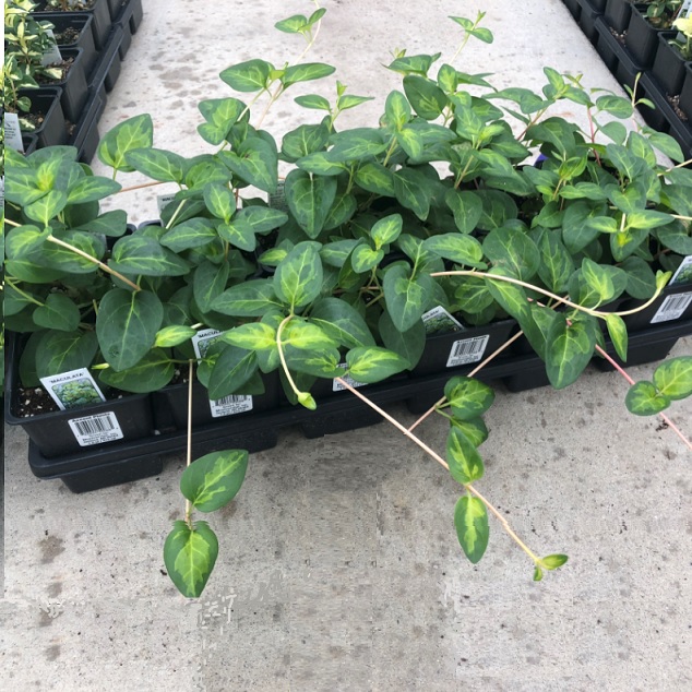 Vinca Major Vinca Maculata Variegated Wojo S Gem From Meadowridge Inc